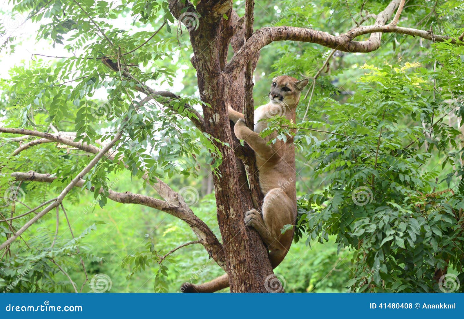 Puma climbing on tree stock photo. Image of mammal, nature - 41480408