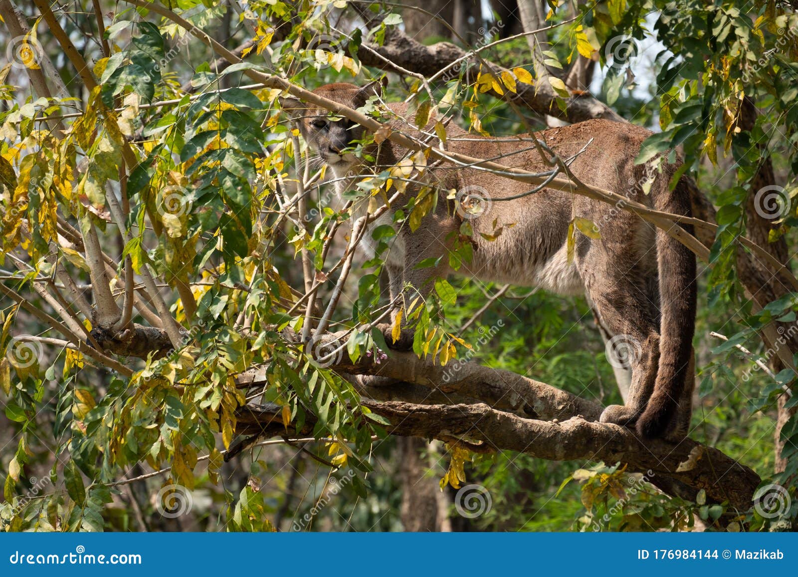 Puma stock photo. Image of america, jump, beast, green - 176984144