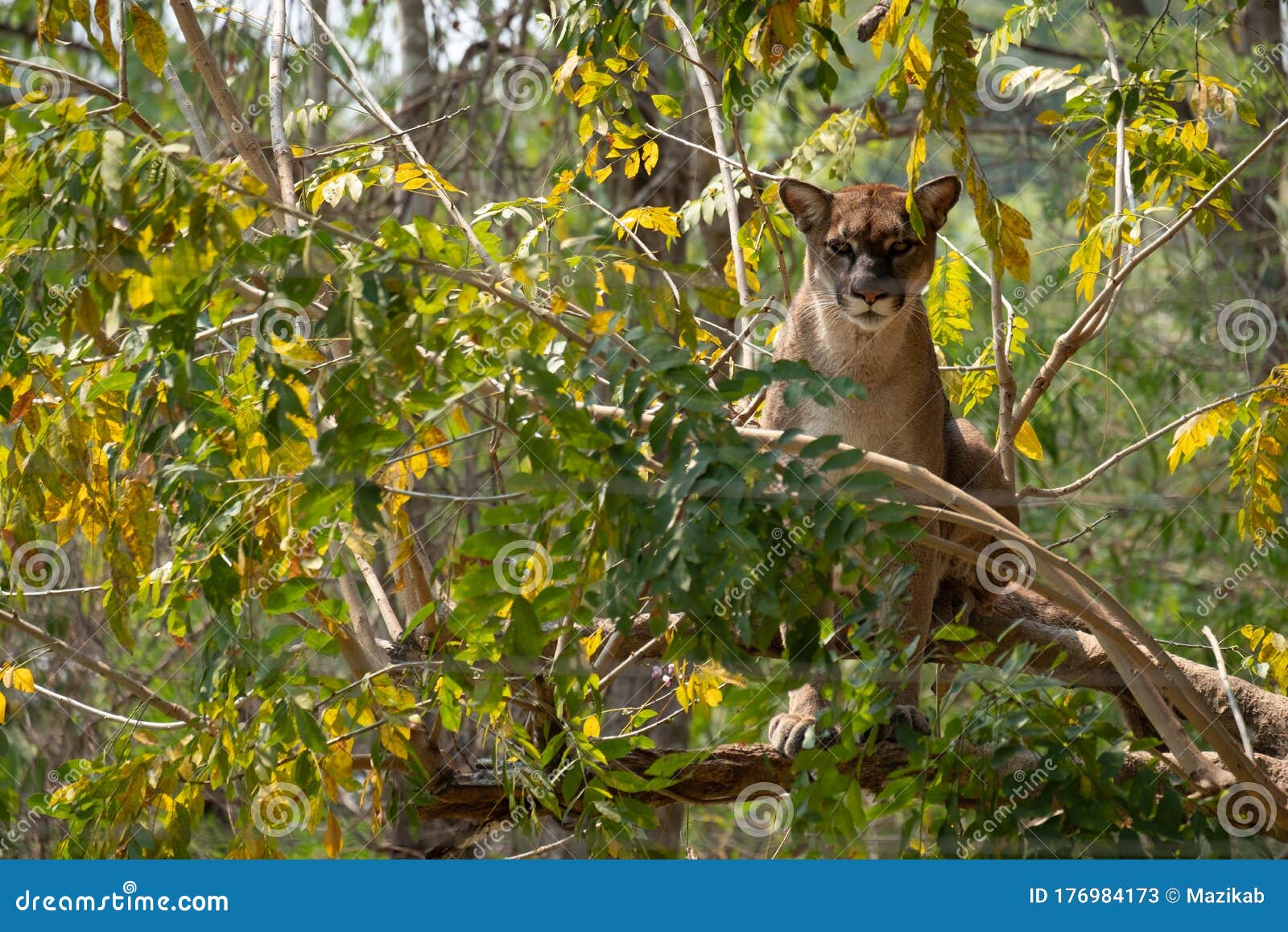 Puma stock image. Image of puma, carnivore, mammal, arizona - 176984173