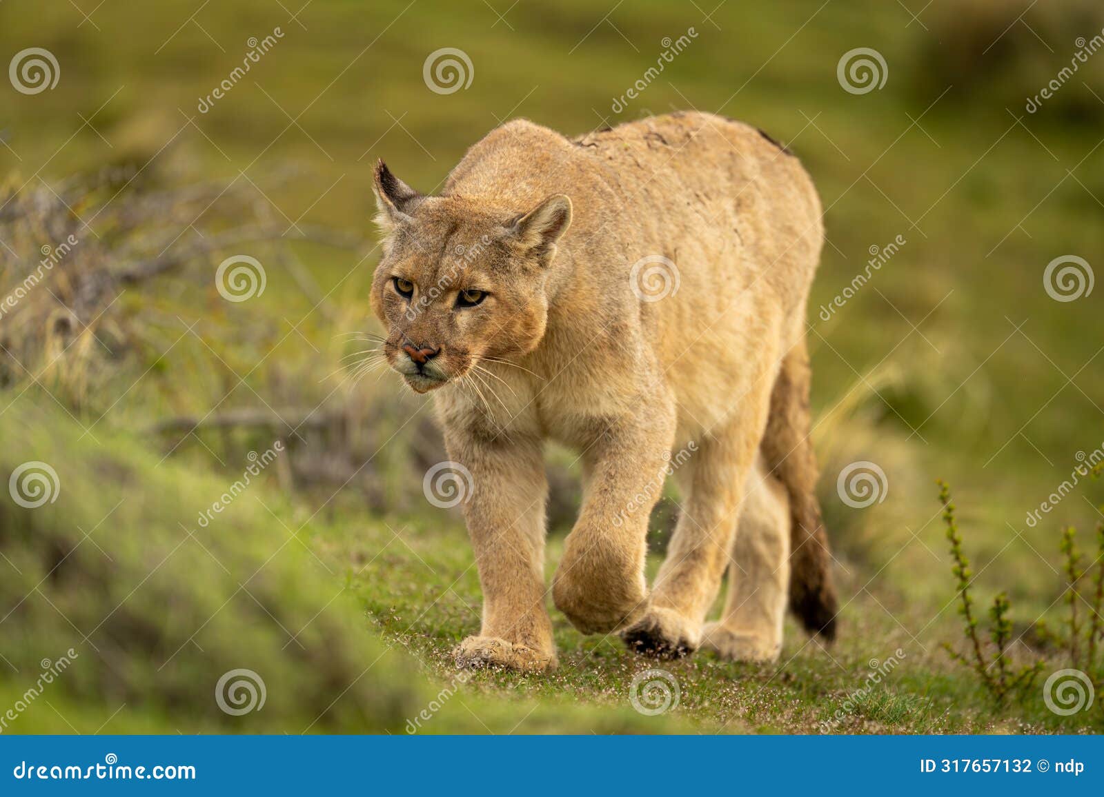 Puma Climbs Up Grassy Slope Lifting Paw Stock Photo - Image of animals ...