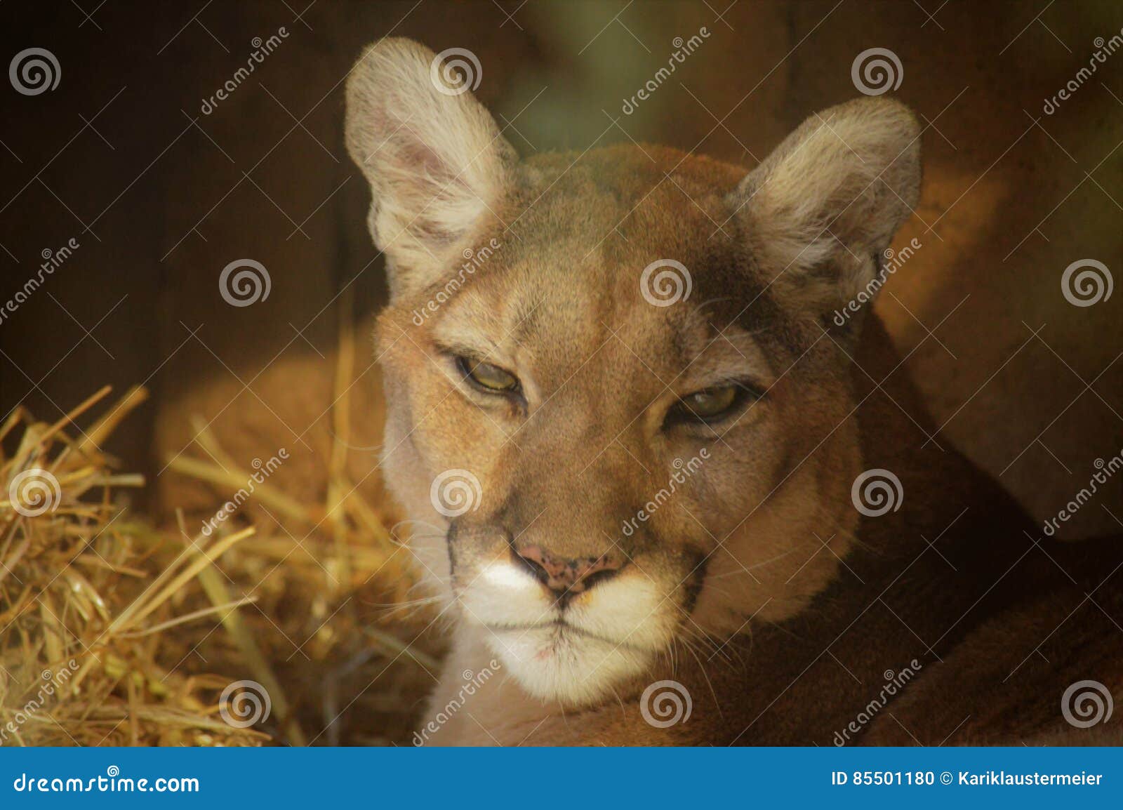 Puma stock photo. Image of panther, colors, mountain - 85501180