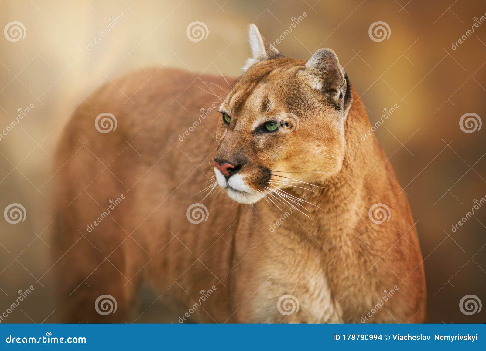 Puma close up portrait stock photo. Image of fauna, outdoor - 178780994