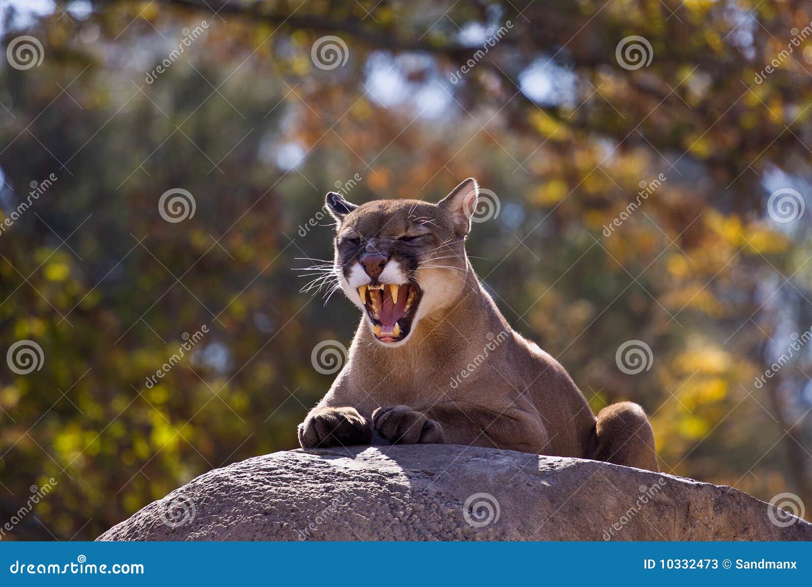 Puma Concolor (Cougar) I stock image. Image of muscle - 10332473