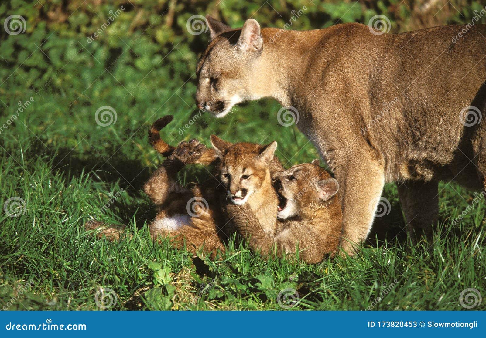 PUMA puma con color stock image. Image of female, animal - 173820453