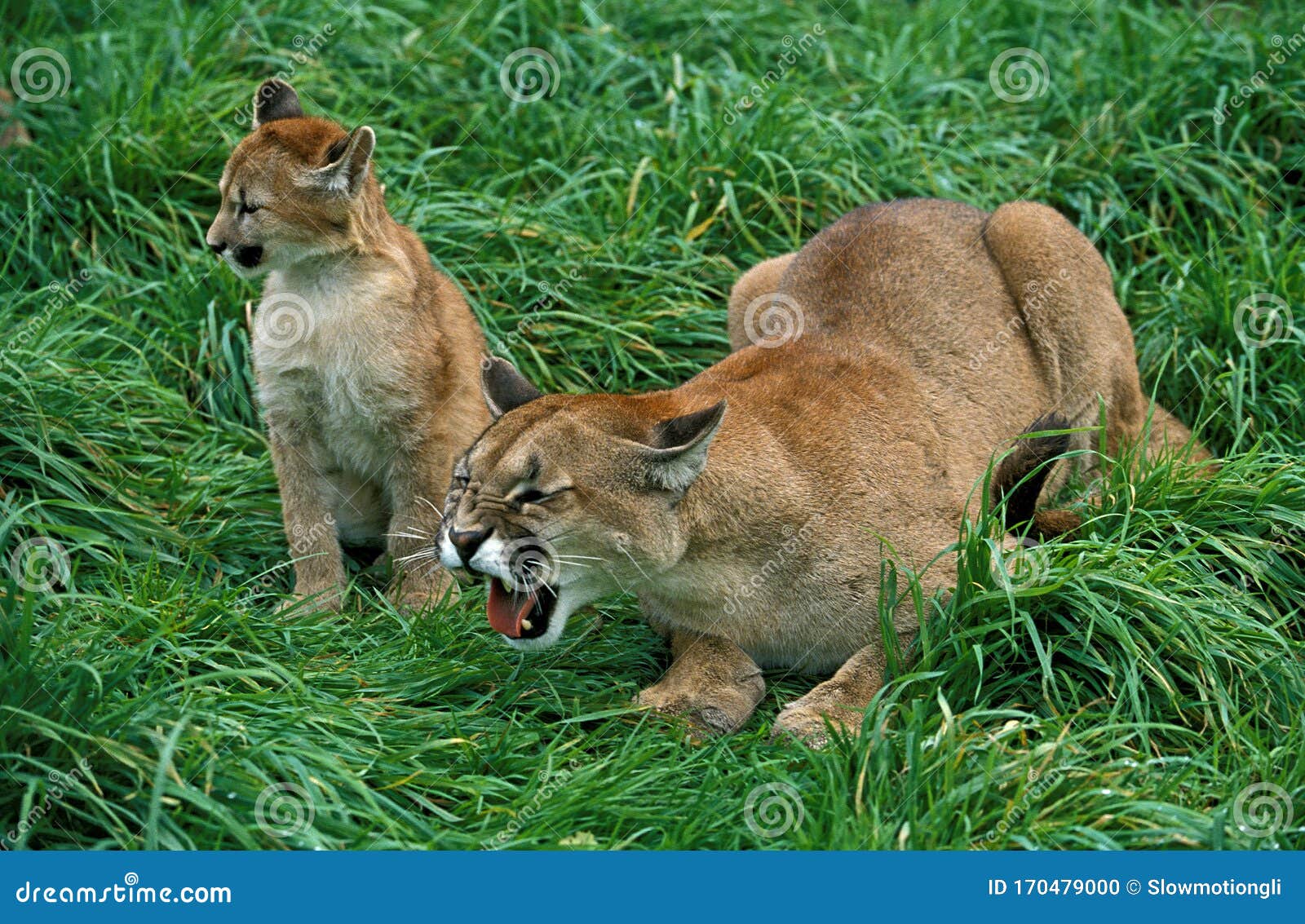PUMA puma concolor stock photo. Image of crying, concolor - 170479000