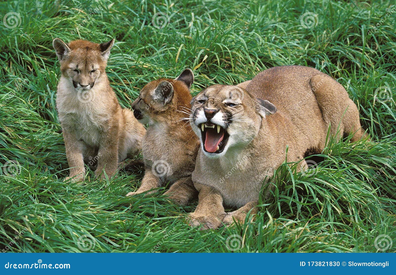 PUMA puma concolor stock photo. Image of outdoors, laying - 173821830