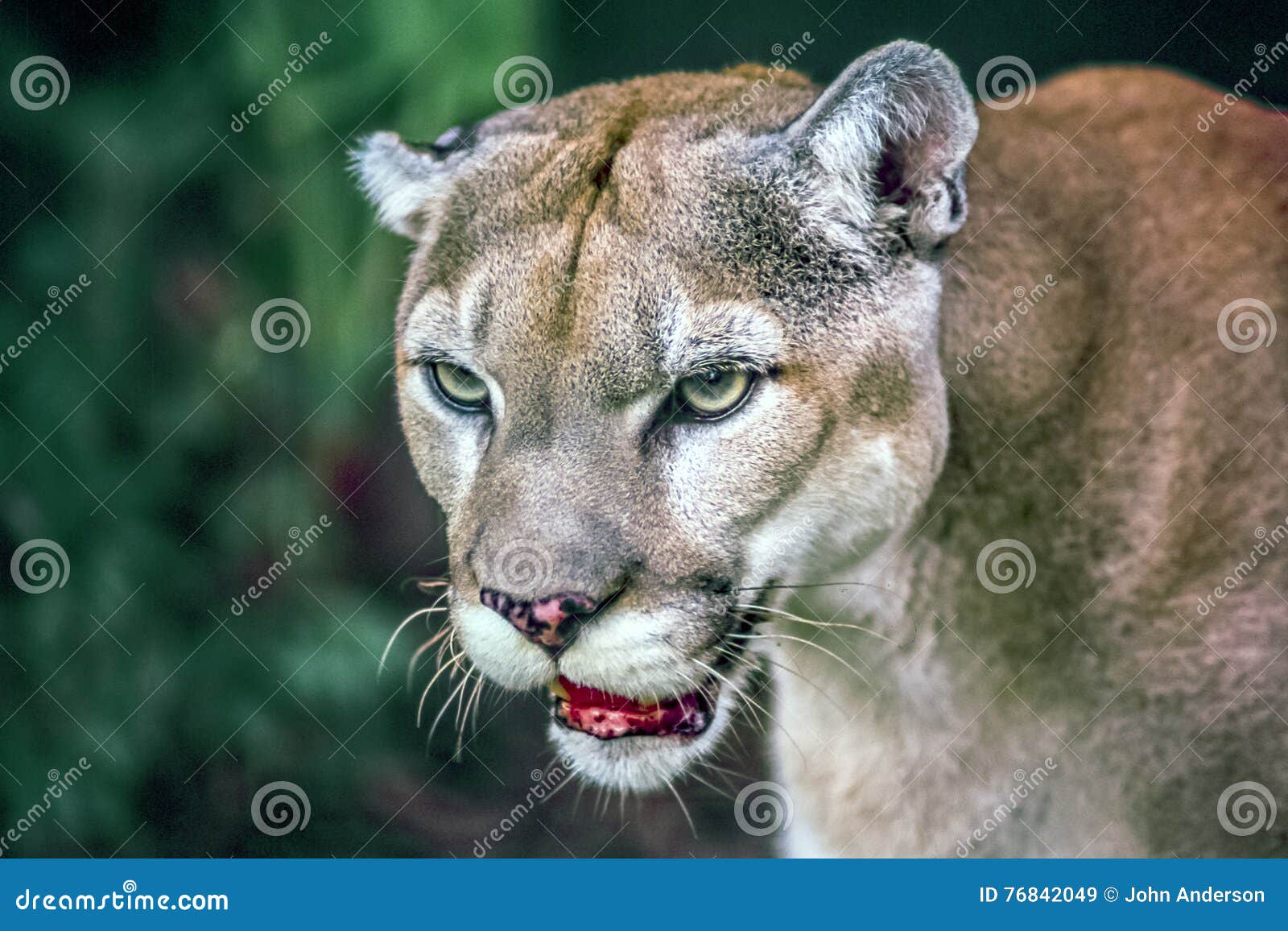 Puma, concolor del puma immagine stock. Immagine di gatto - 76842049