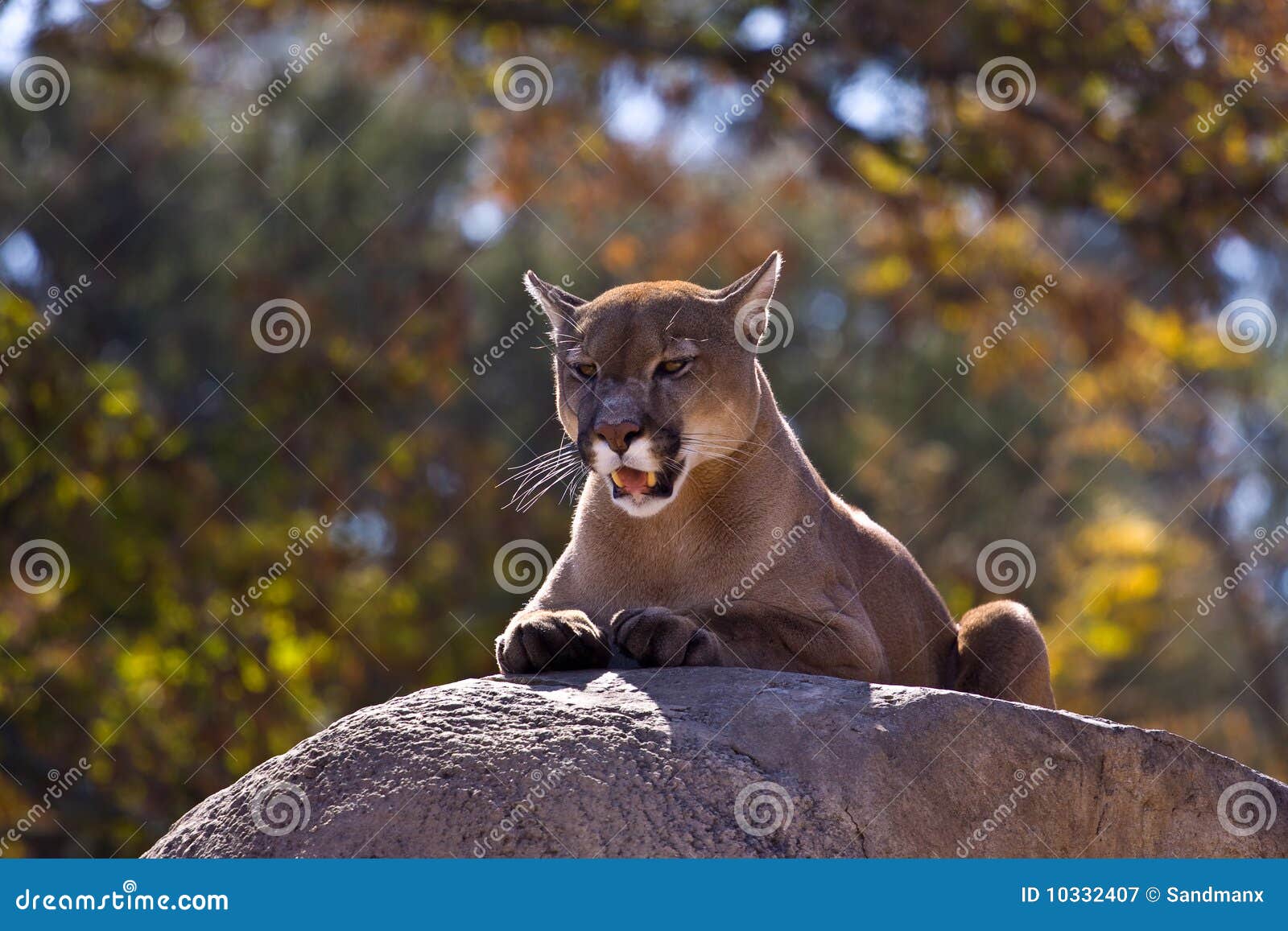 Puma Concolor (puma) II imagen de archivo. Imagen de dominio - 10332407