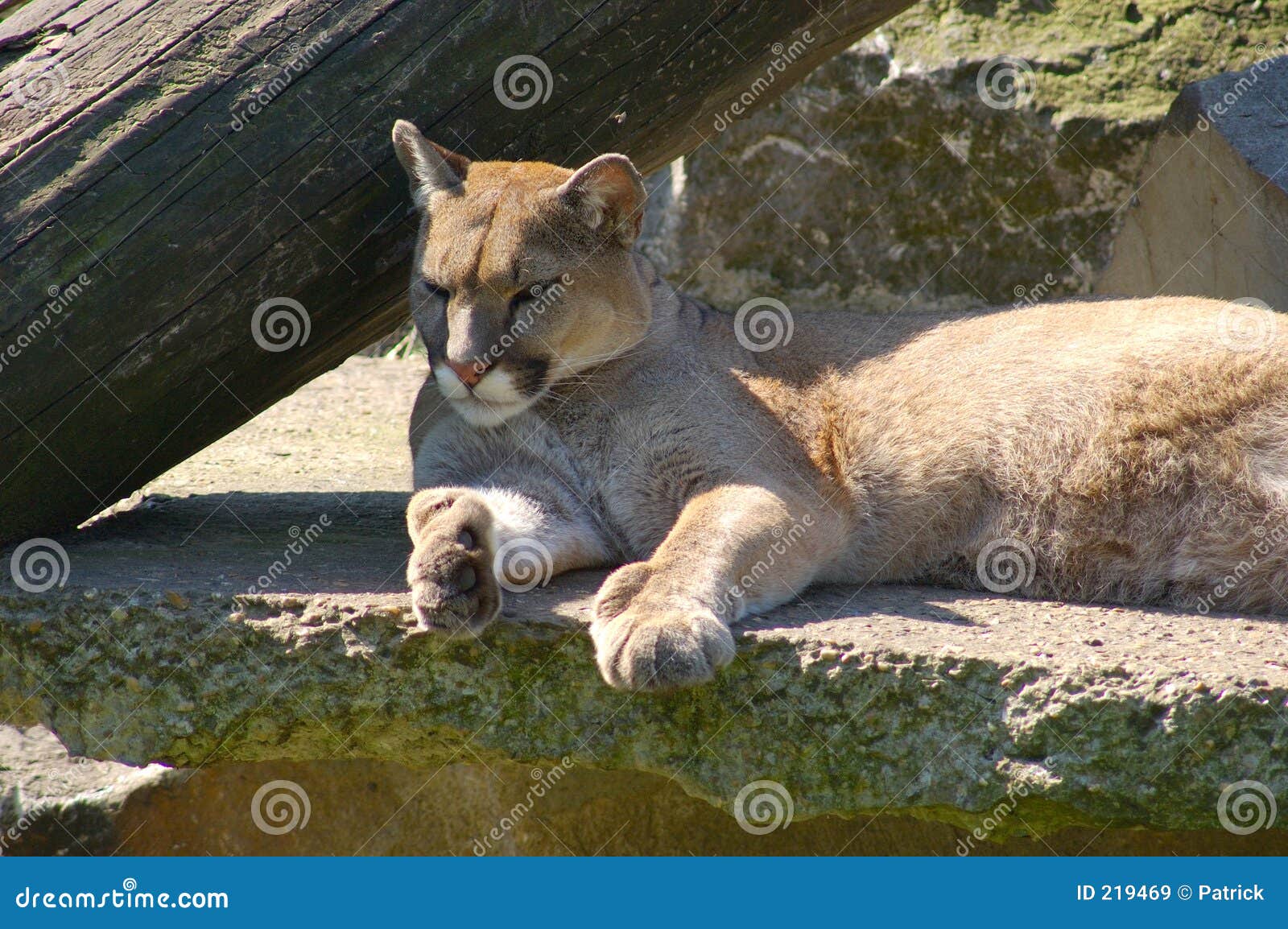 Puma, cougar. stock image. Image of vegatation, pasture - 219469