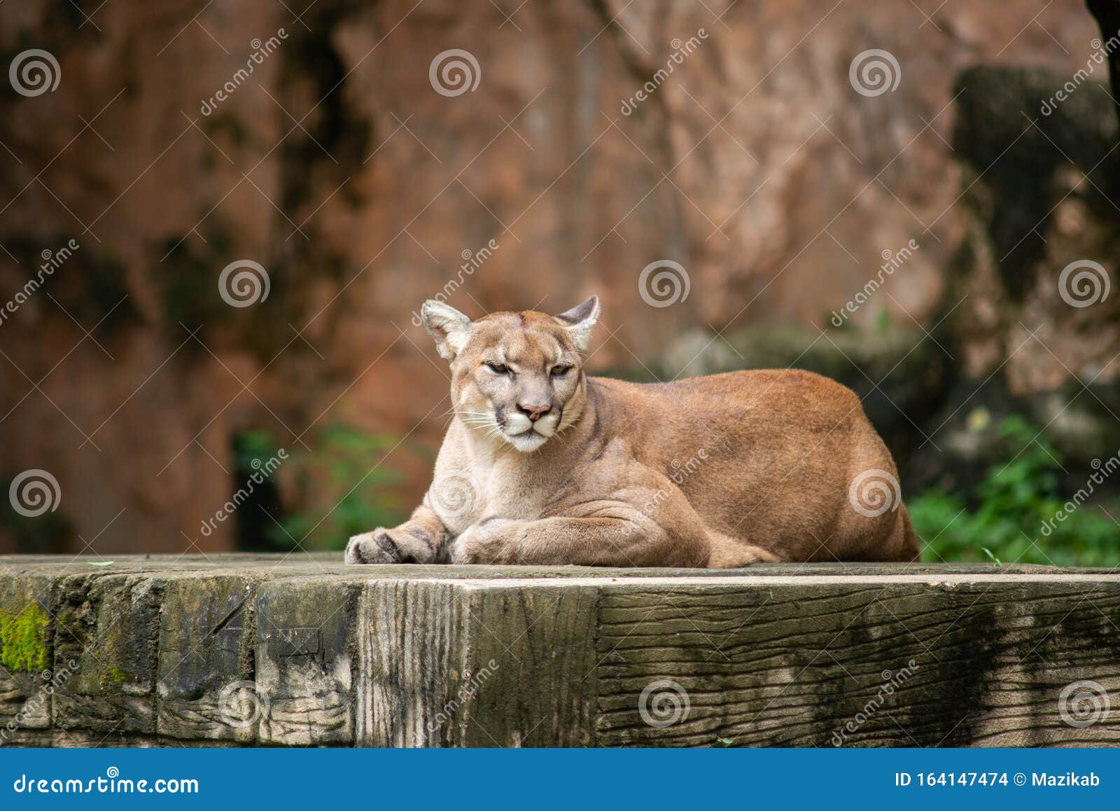 Puma or Cougar stock photo. Image of paws, muscle, hunter - 164147474