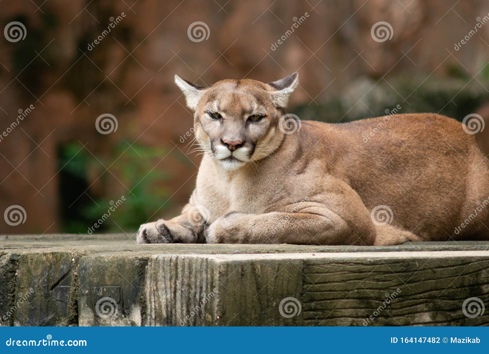 Puma or Cougar stock photo. Image of endangered, concolor - 164147482