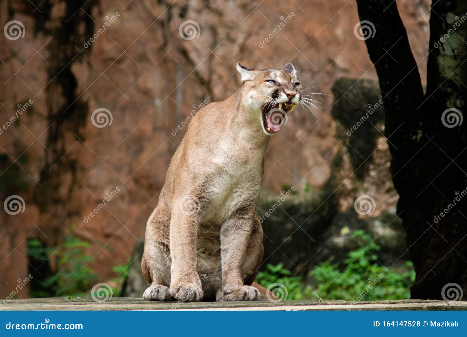 Puma or Cougar stock photo. Image of brown, face, arizona - 164147528