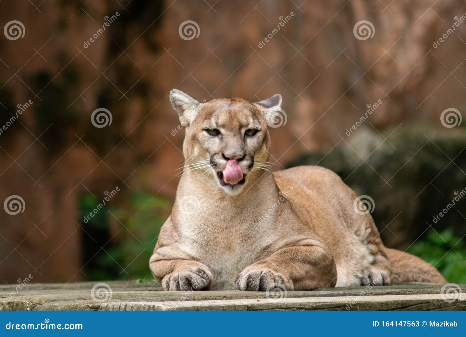 Puma or Cougar stock image. Image of mammal, muscle - 164147563