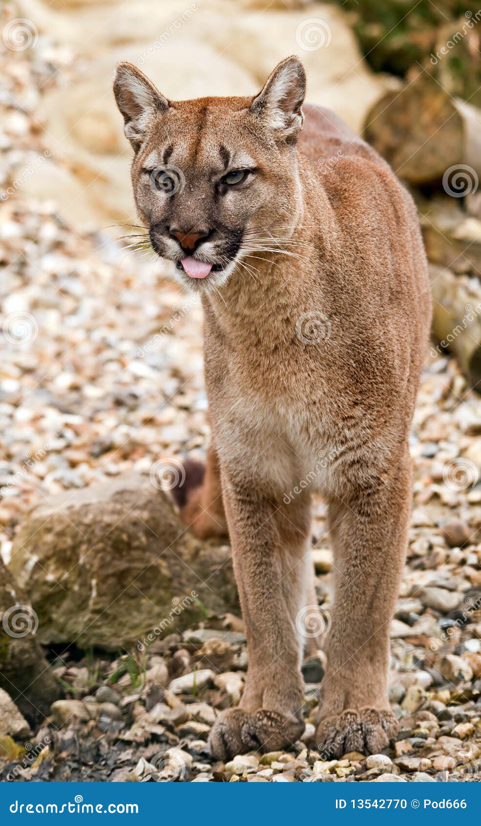 252 Puma Rocks Stock Photos - Free & Royalty-Free Stock Photos from ...