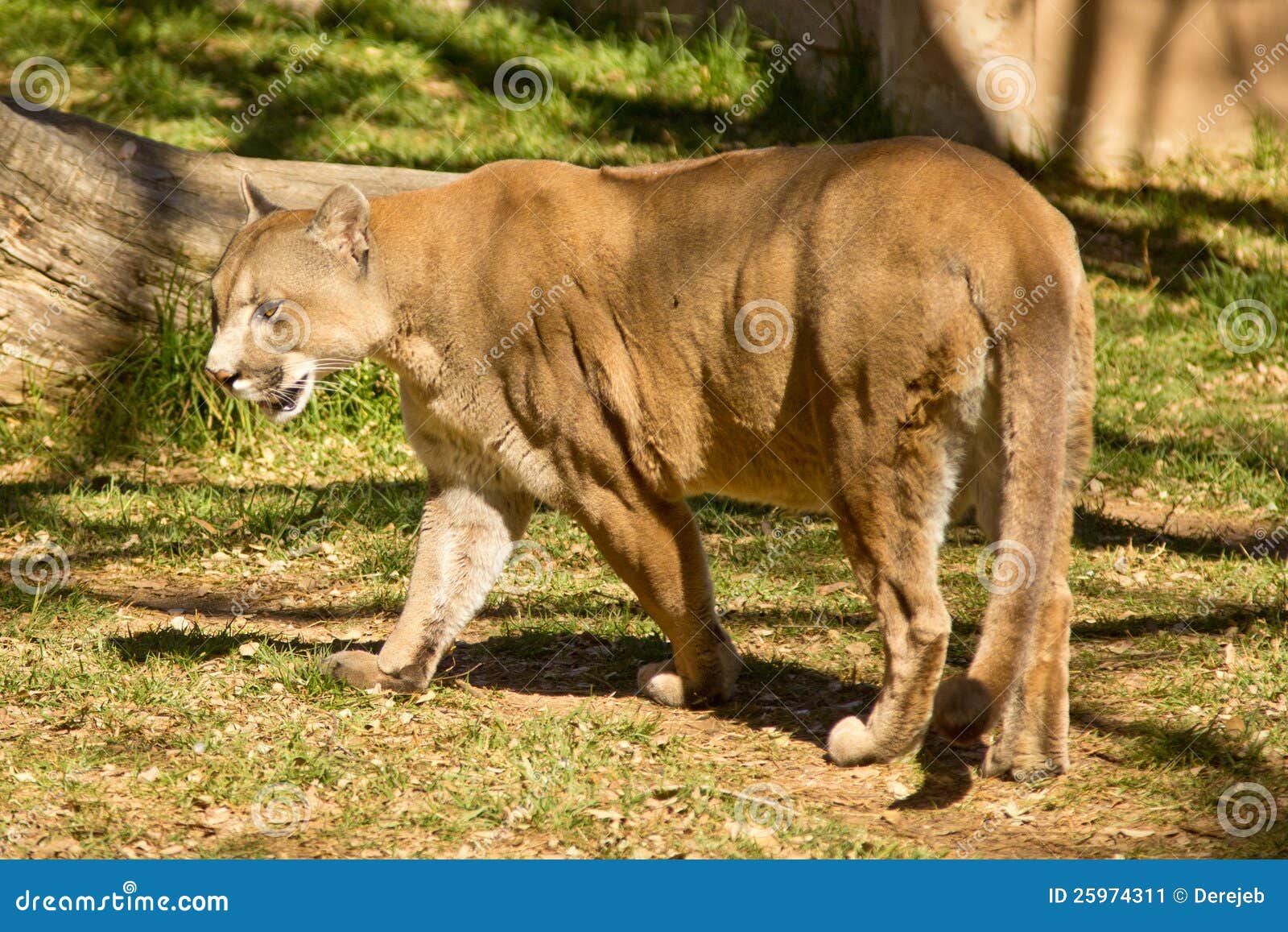 Puma, Cougar or Mountain Lion Stock Image - Image of animal, outdoors ...