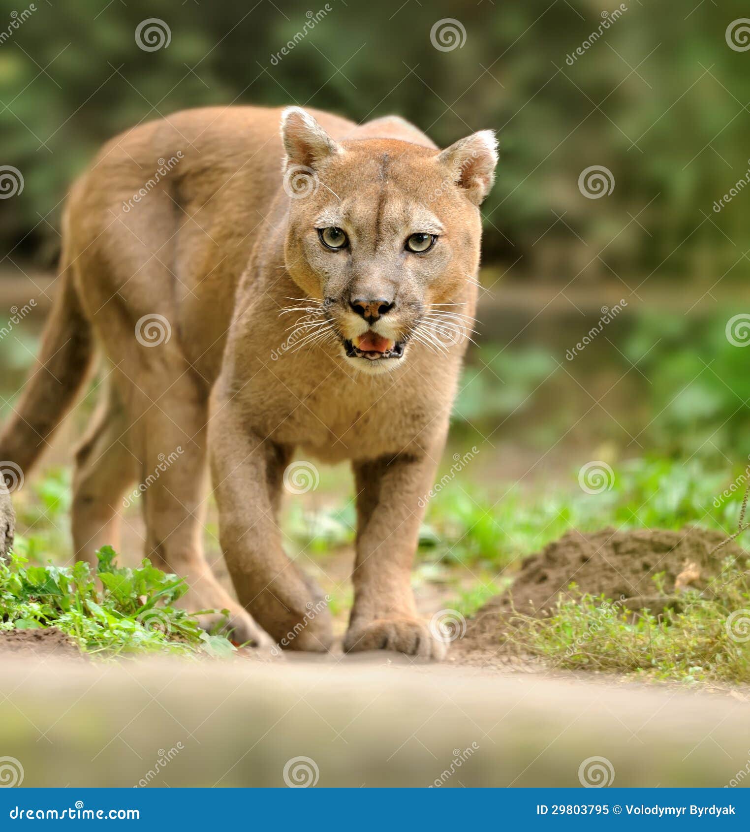 Cougar stock image. Image of relaxing, moving, felines - 29803795