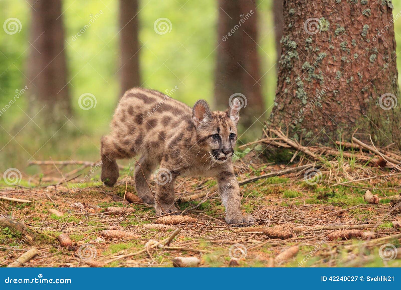 Puma cub stock image. Image of prey, lion, head, wildlife - 42240027