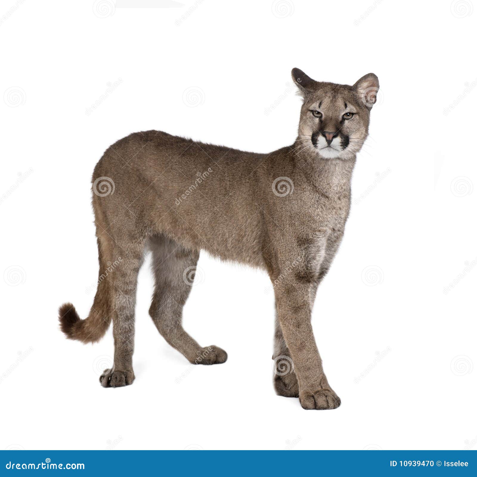 Puma Side Shot Stock Photos - Free & Royalty-Free Stock Photos from ...