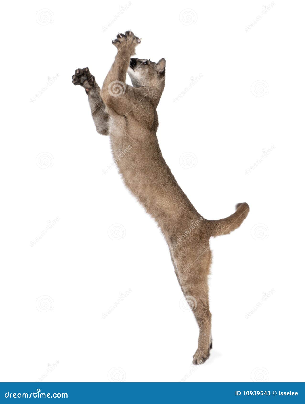 Puma Animal Jumping