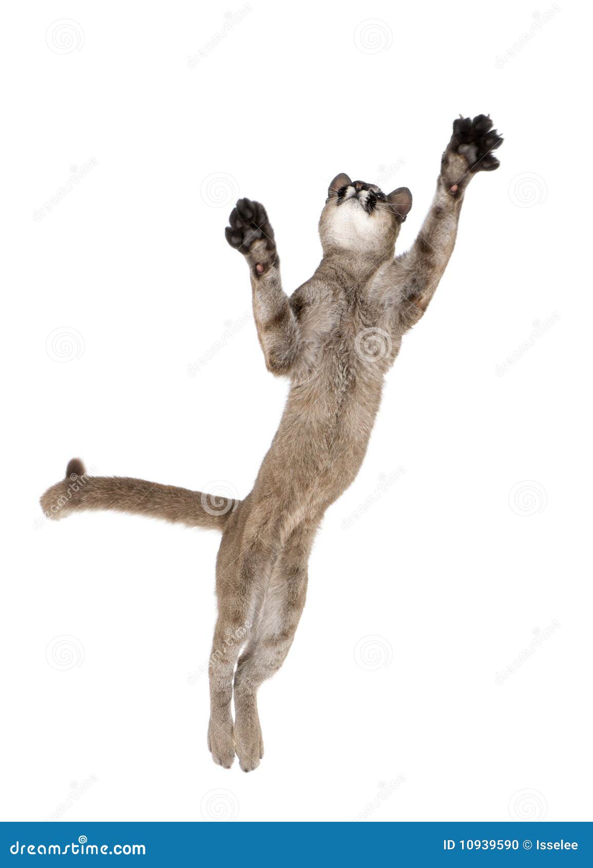 Puma Animal Jumping