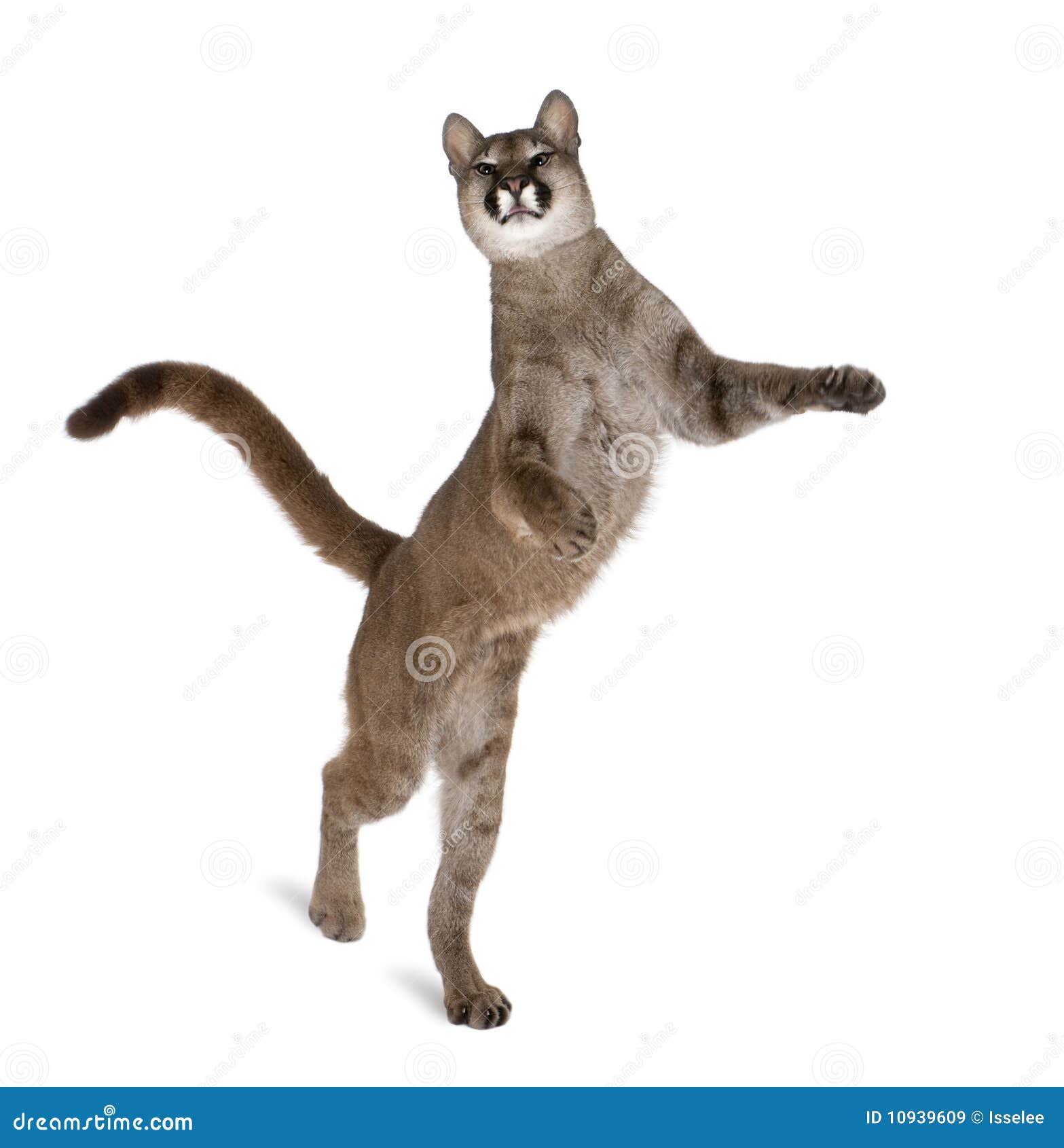Mountain Lion Front Legs Stock Photos - Free & Royalty-Free Stock ...