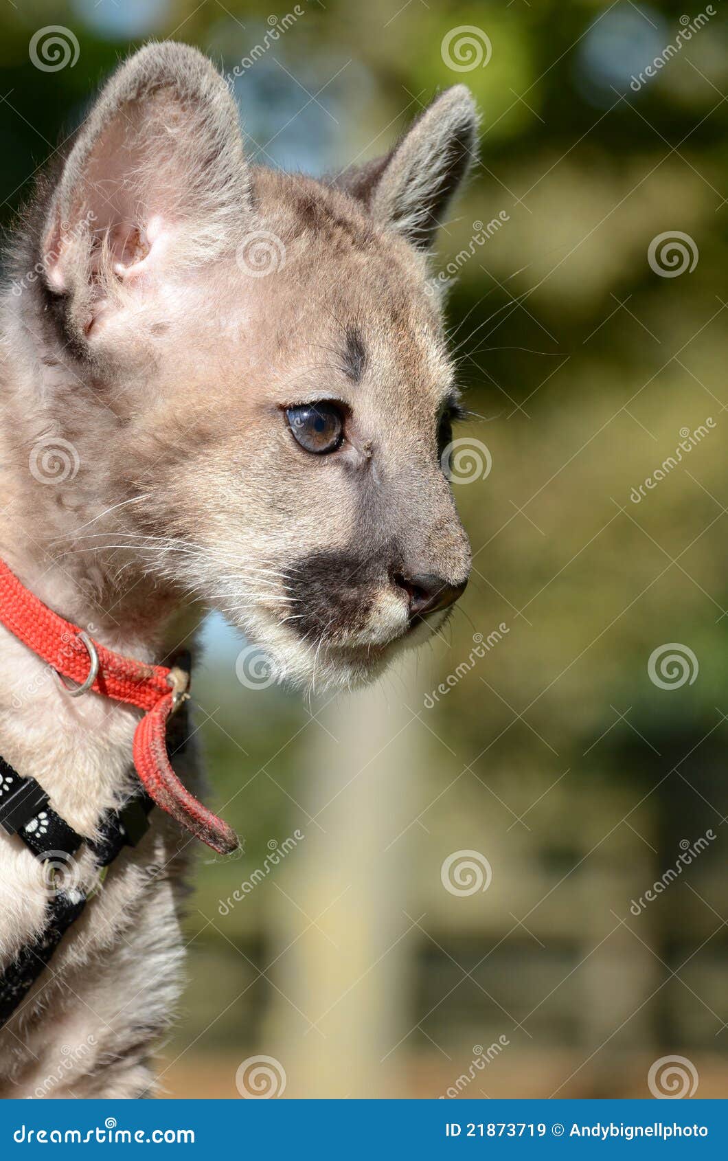 Puma Cub Portrait stock image. Image of whiskers, cougar - 21873719