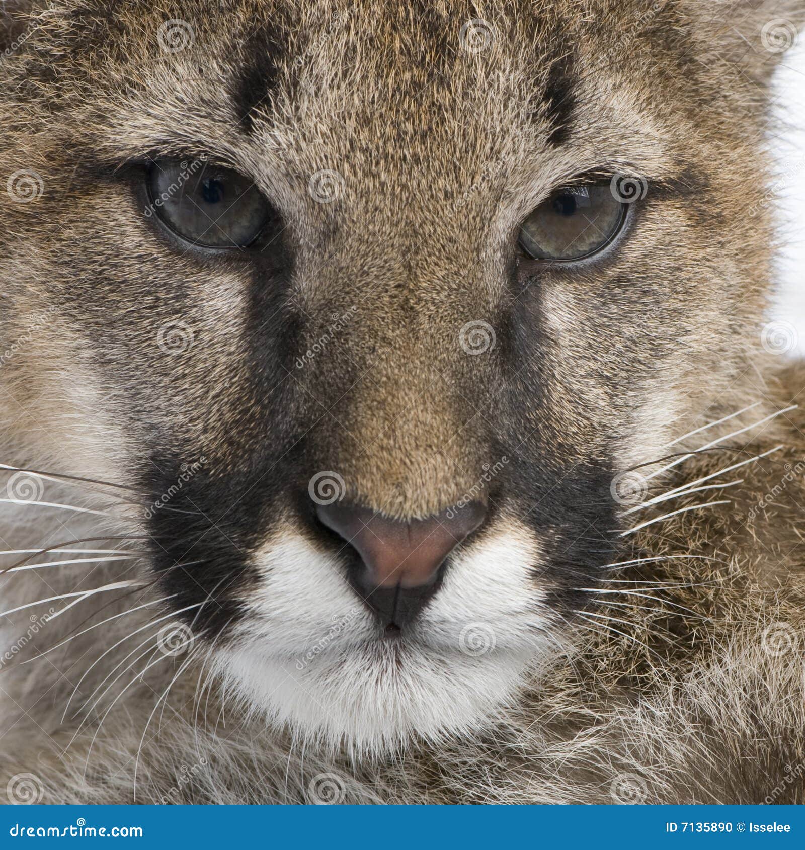 Puma Cub - Puma Concolor (3,5 Months) Stock Photo - Image of ...