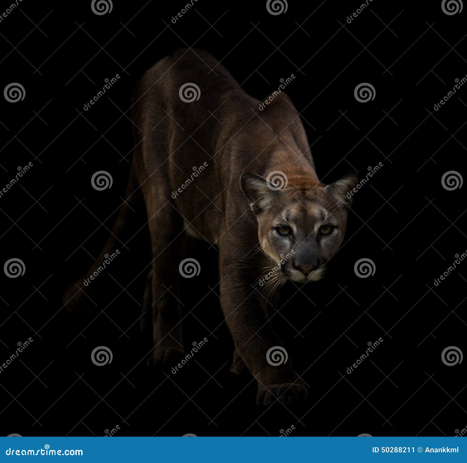 Puma in the dark stock image. Image of animal, lion, isolated - 50288211