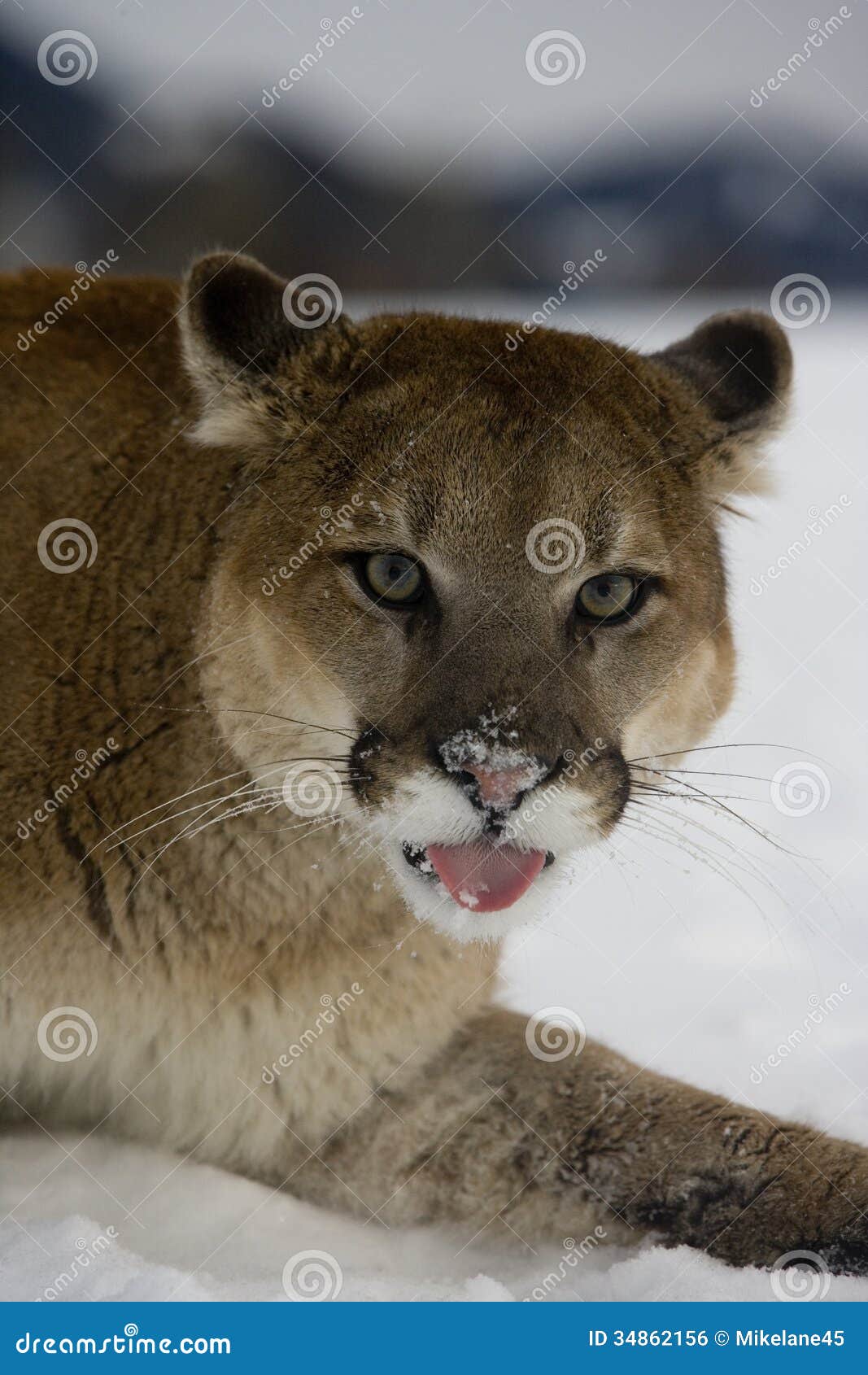 Puma De Puma Ou, Concolor De Puma Photo stock - Image du montagne ...