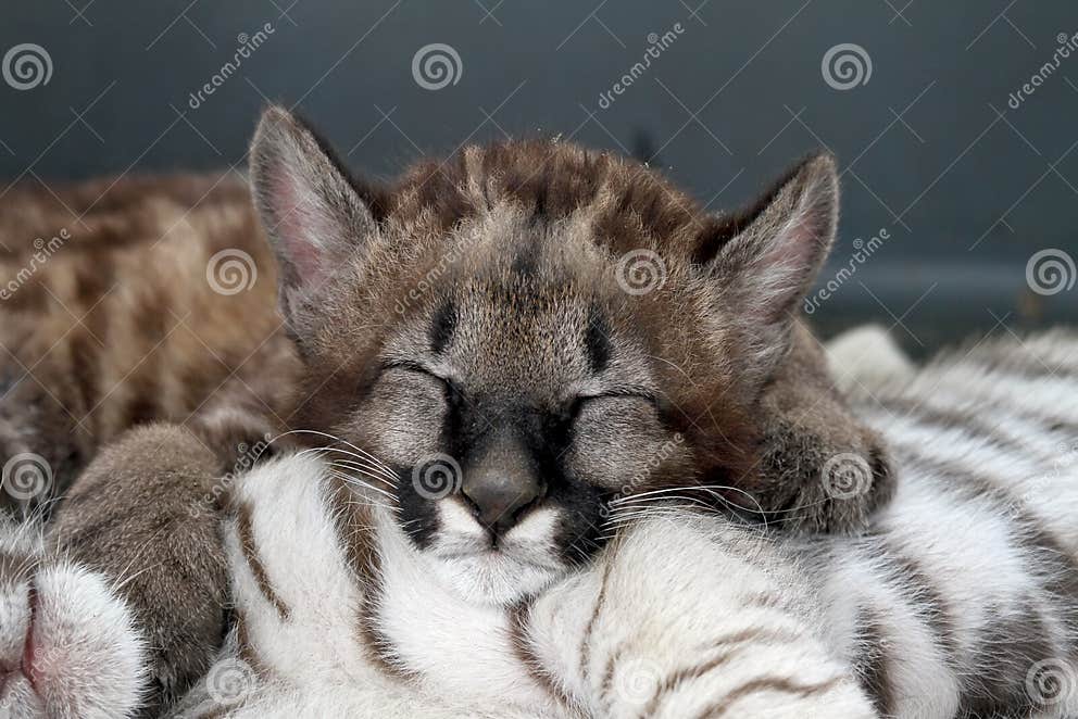 Puma del bebé foto de archivo. Imagen de animal, bebé - 26506066