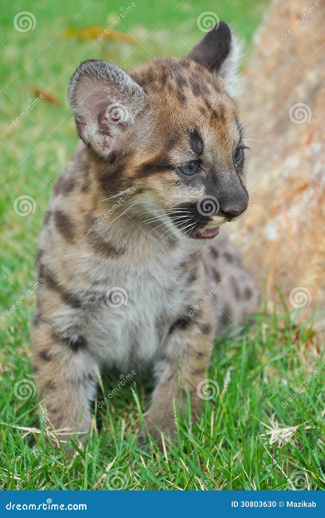 Puma del bebé foto de archivo. Imagen de cachorro, lindo - 30803630