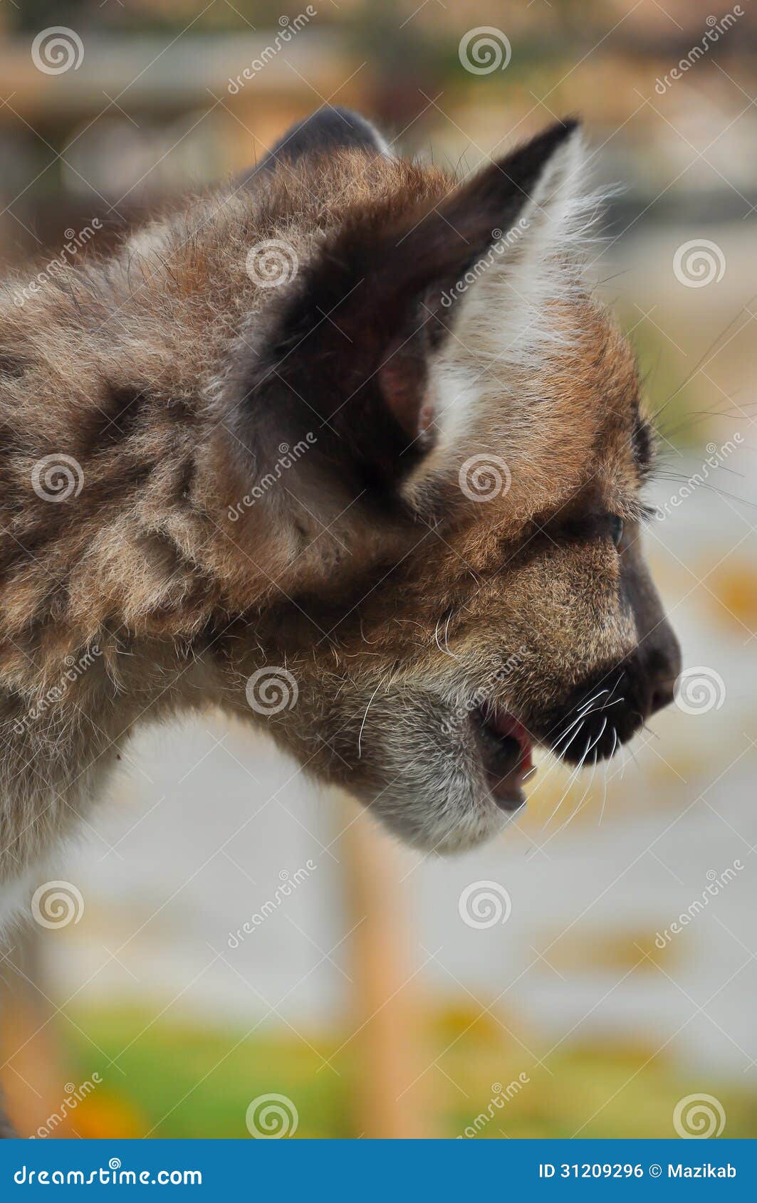 Puma del bebé foto de archivo. Imagen de expresivo, gatito - 31209296