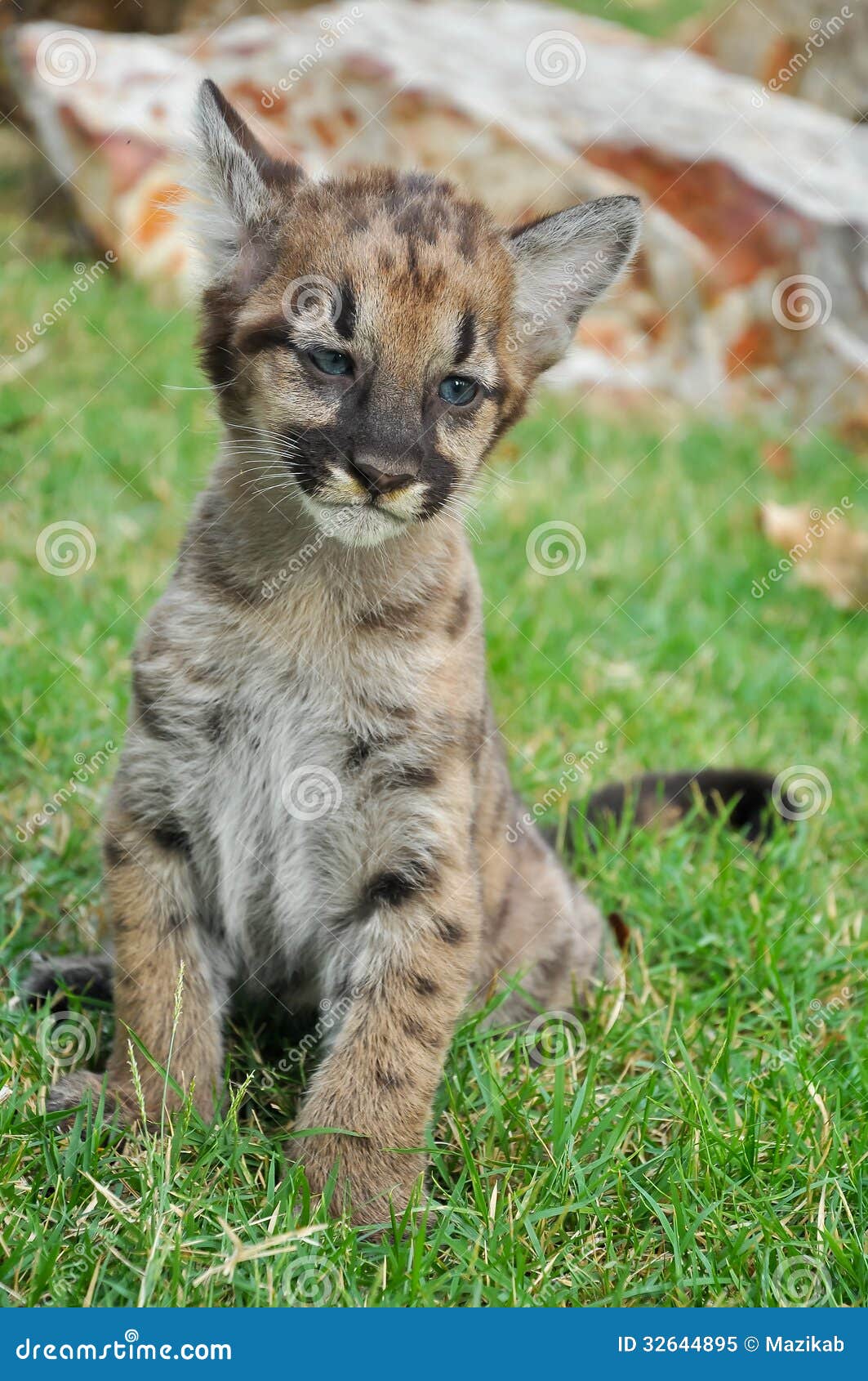 Puma del bebé imagen de archivo. Imagen de crezca, dulce - 32644895
