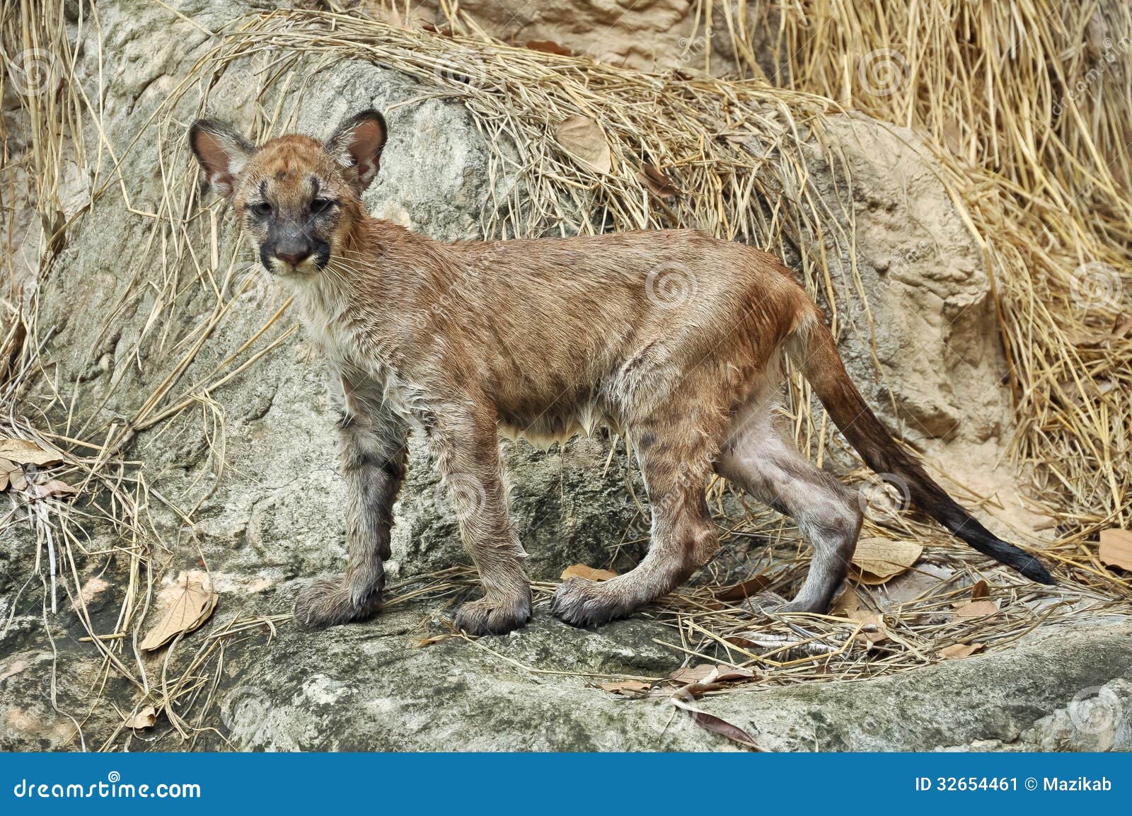 Puma del bebé imagen de archivo. Imagen de gato, reloj - 32654461