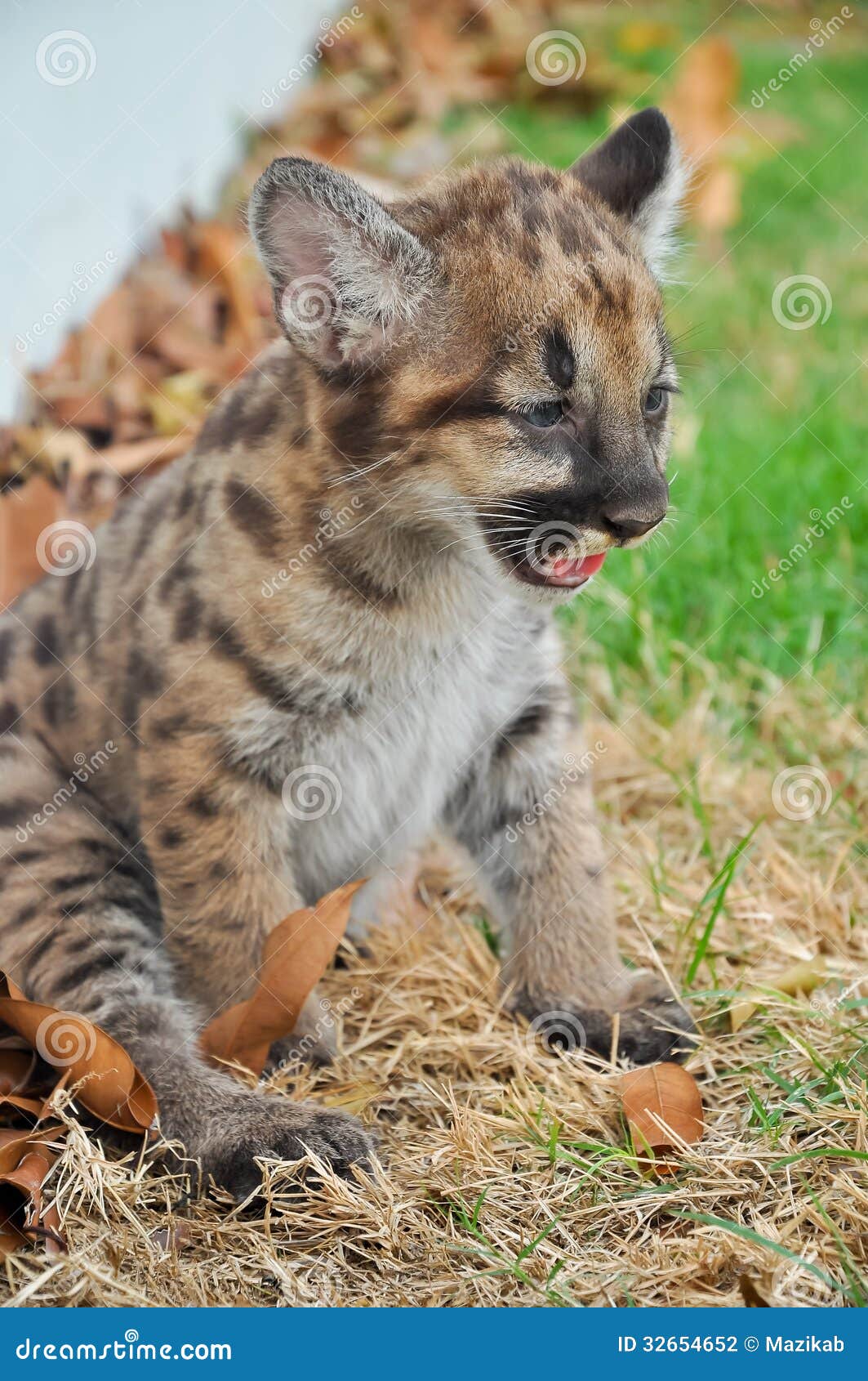 Puma del bebé foto de archivo. Imagen de llevado, peludo - 32654652