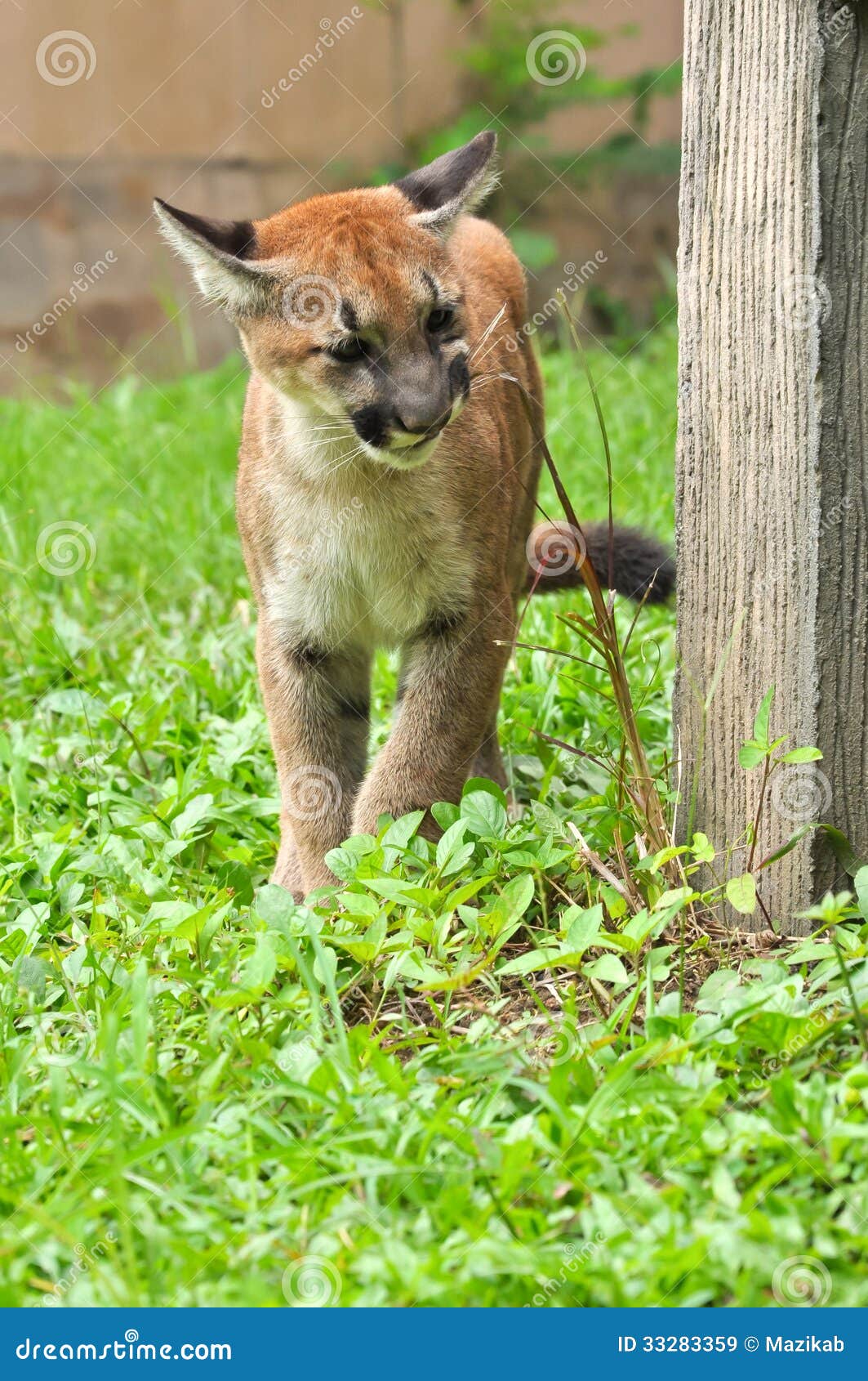 Puma del bebé imagen de archivo. Imagen de llevado, gatito - 33283359