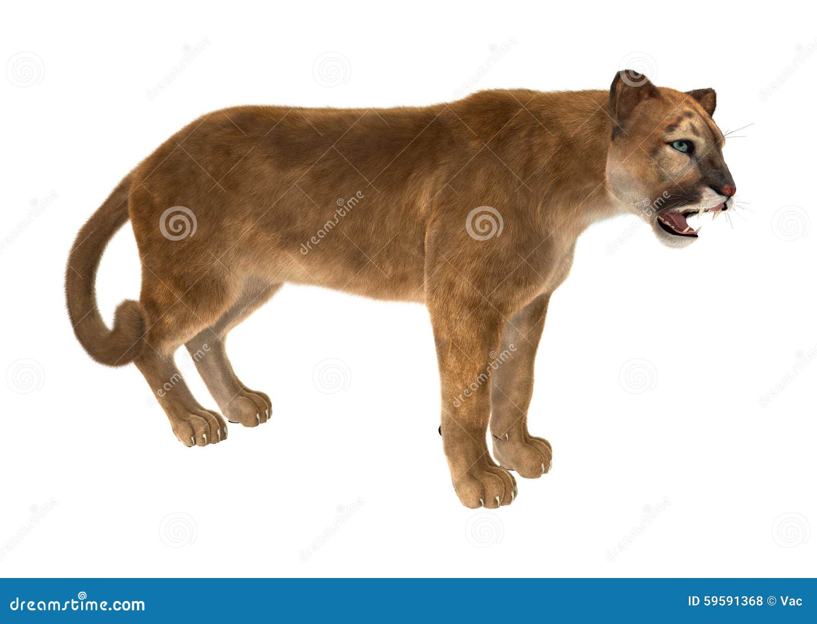 Puma del gato grande foto de archivo. Imagen de felino - 59591368