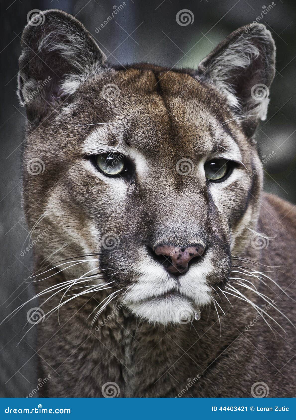 Puma del puma immagine stock. Immagine di mammifero, terrestre - 44403421