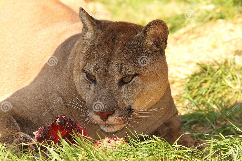 Puma, der Fleisch isst stockbild. Bild von löwe, jäger - 53469071