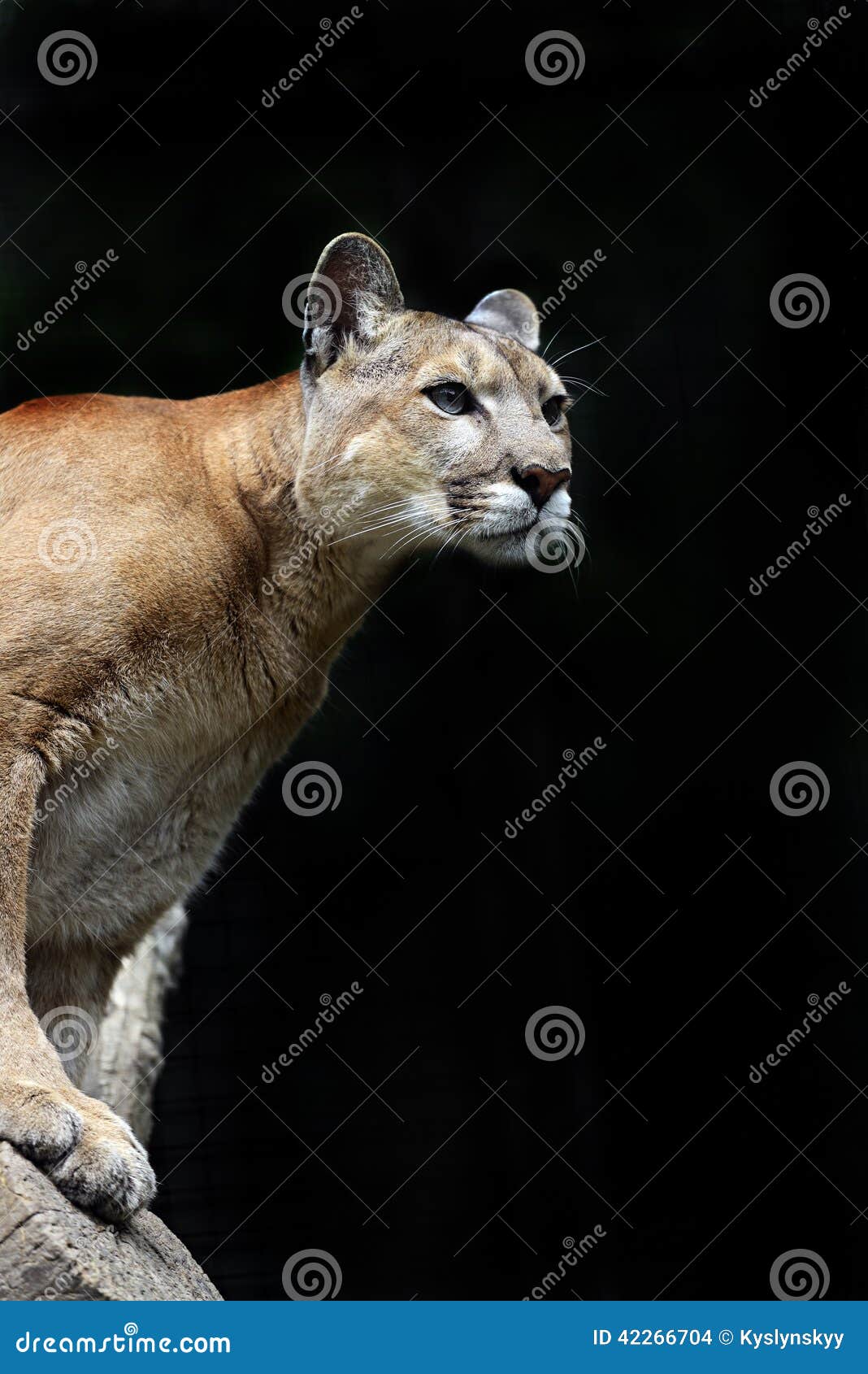 Puma stock photo. Image of carnivorous, themes, mammals - 42266704