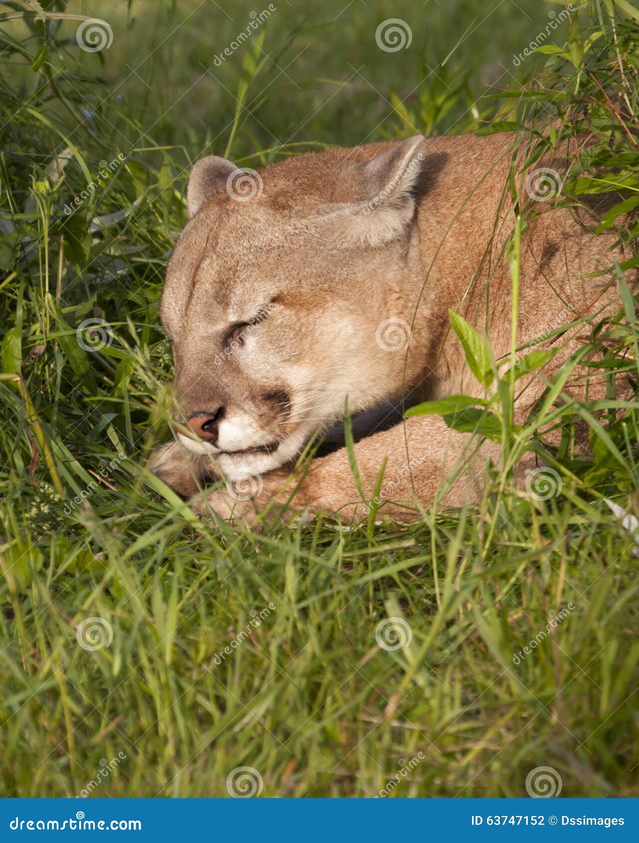 Puma el dormir foto de archivo. Imagen de habitat, animal - 63747152