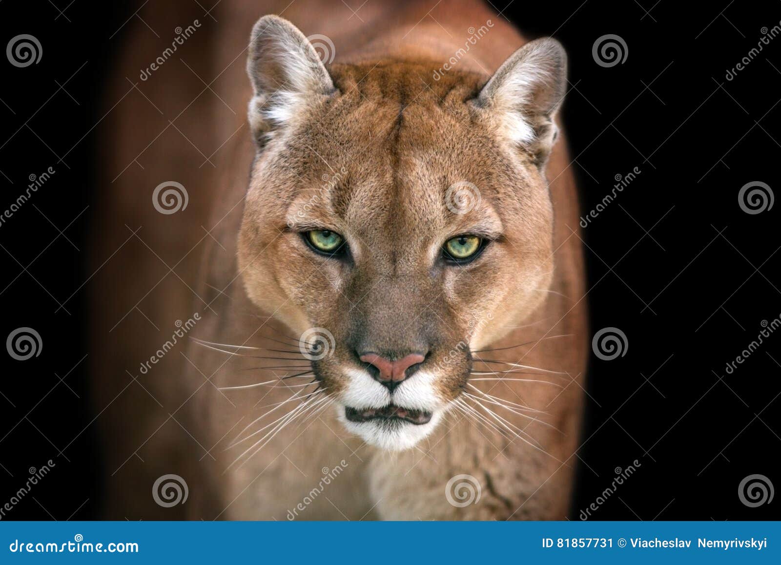 Puma en negro imagen de archivo. Imagen de felino, tigre - 81857731