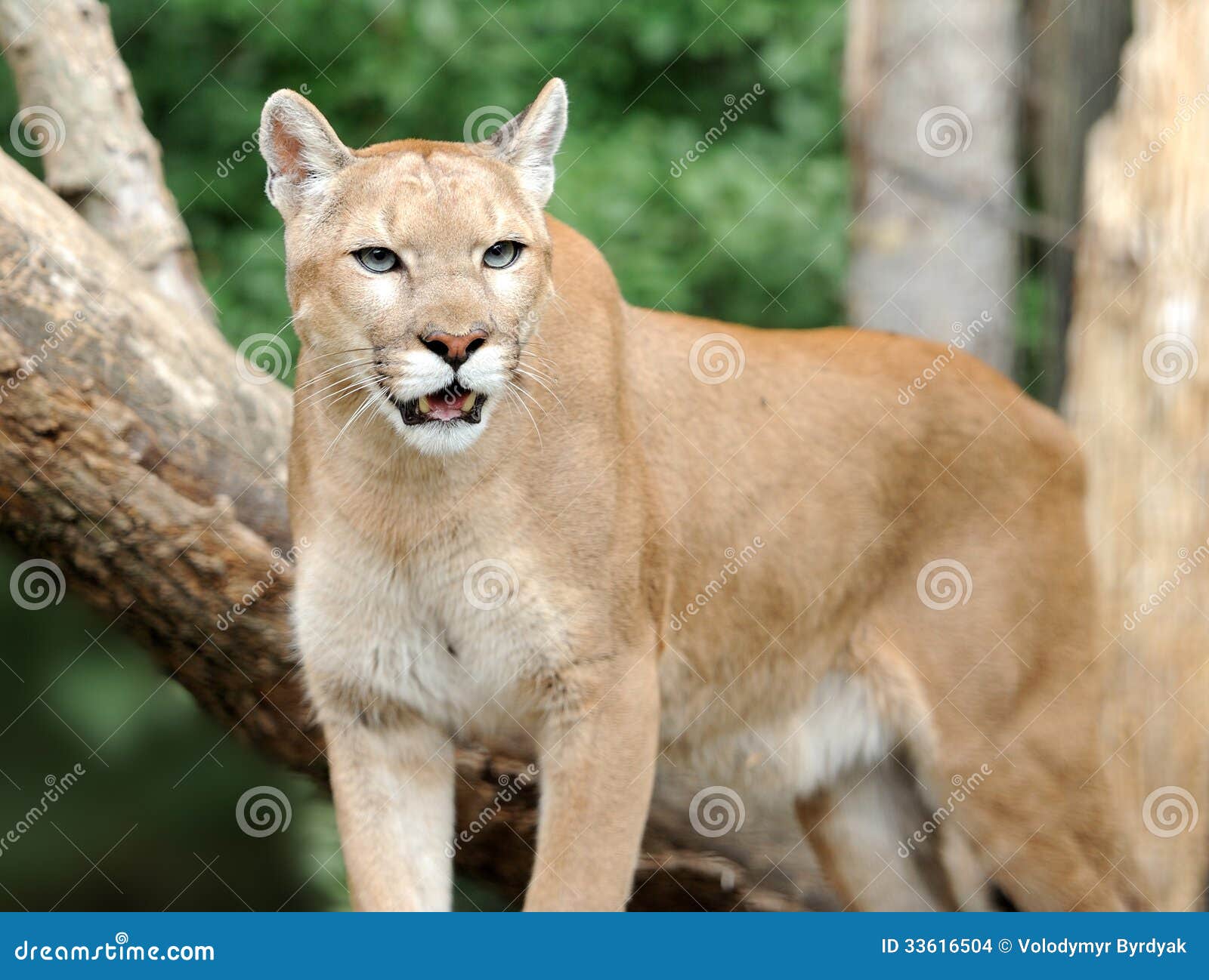 Puma stock photo. Image of rocky, nature, moving, cats - 33616504