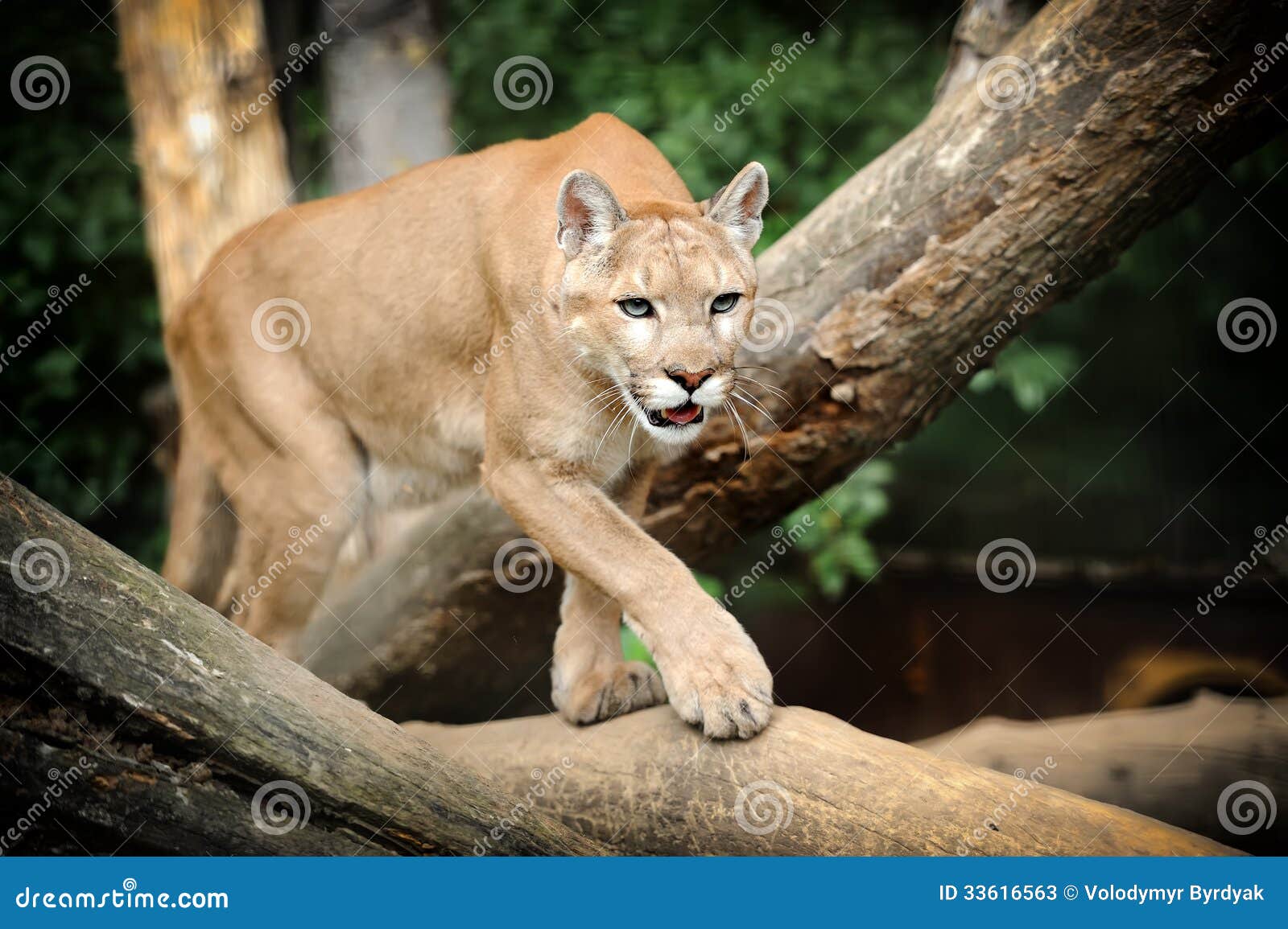 Puma stock image. Image of generalists, animals, rocky - 33616563