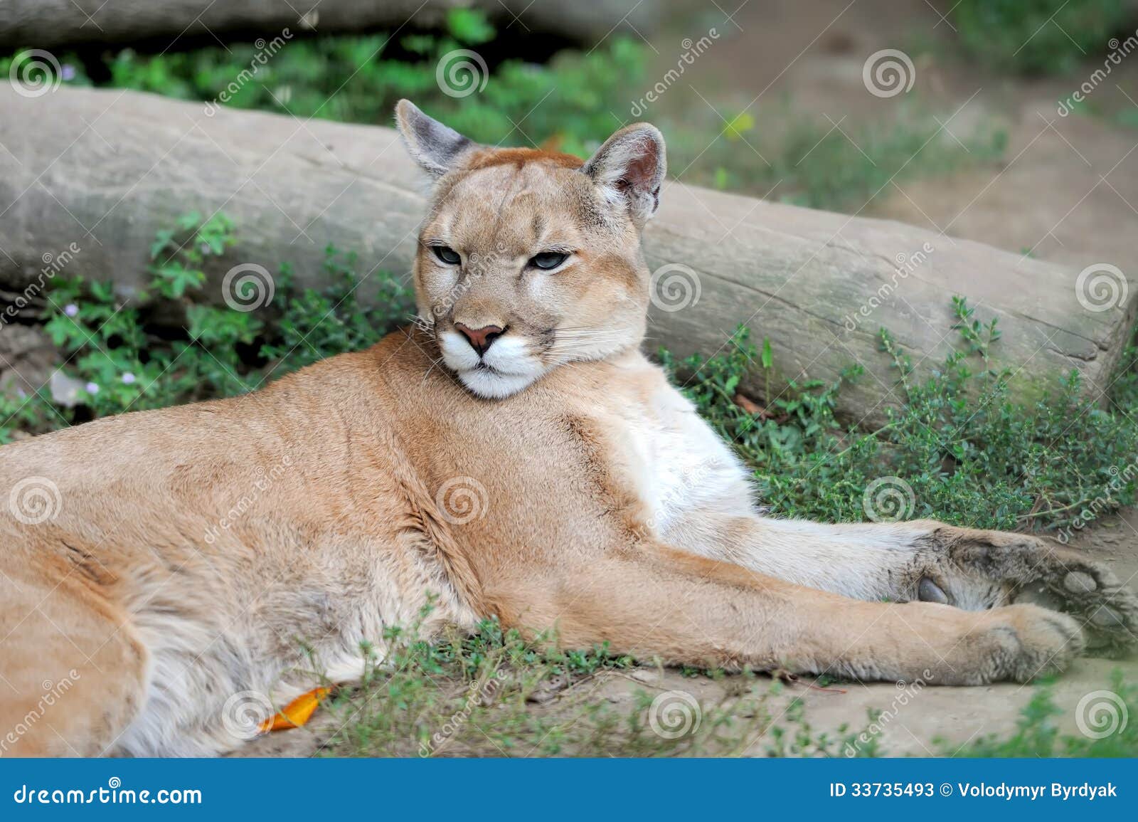 Puma stock image. Image of relaxing, kitty, resting, walking - 33735493