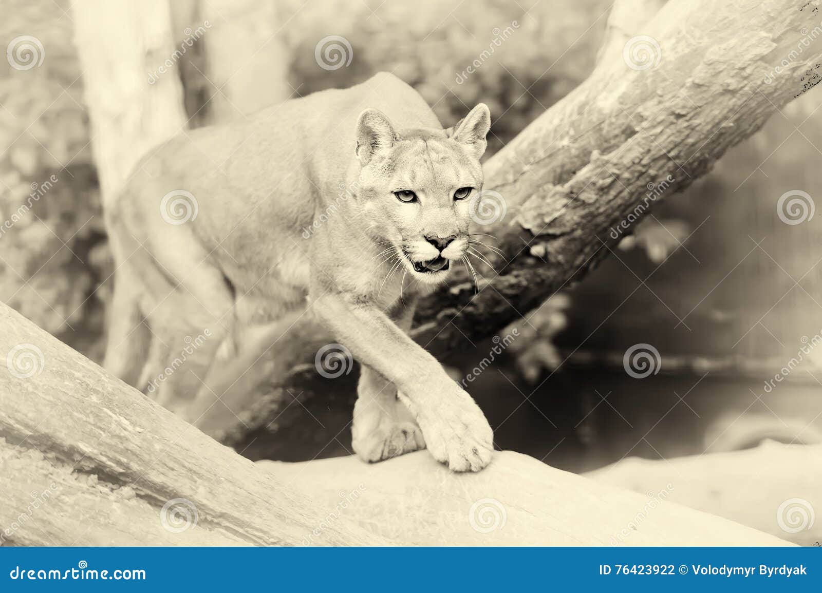Puma Face in the Wild. Vintage Effect Stock Photo - Image of kitty ...