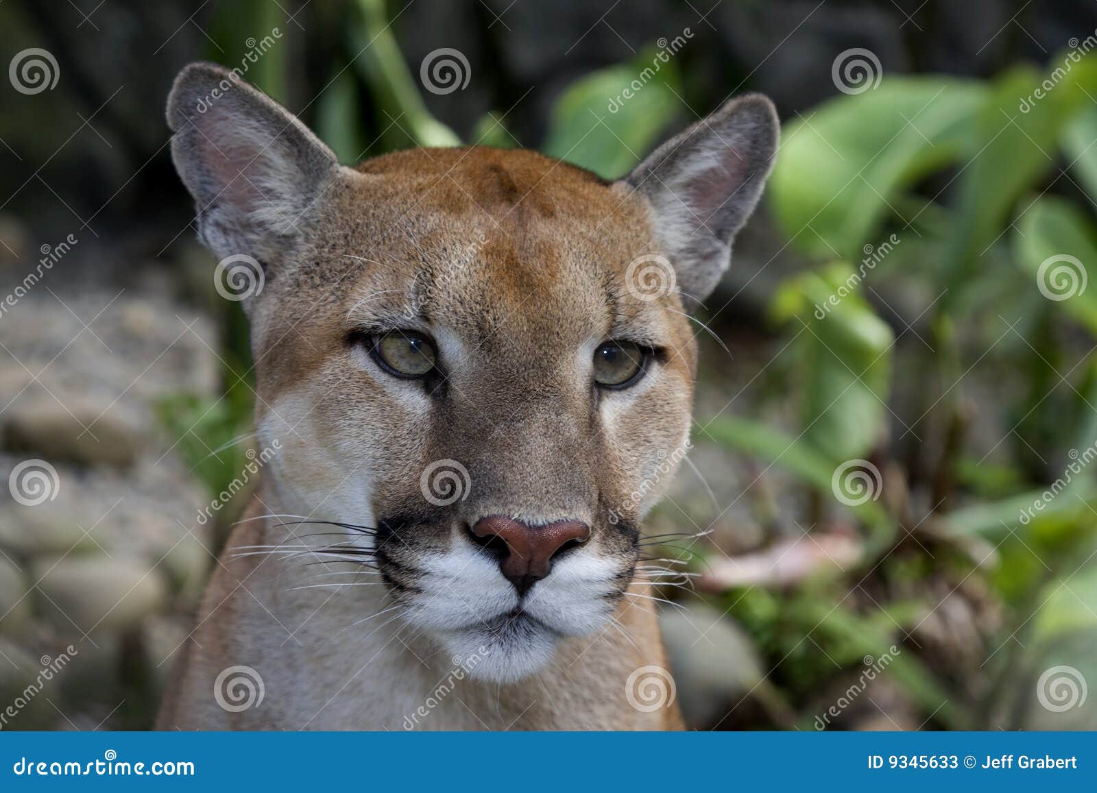 Puma (Felis concolor) stock image. Image of wild, wildcat - 9345633