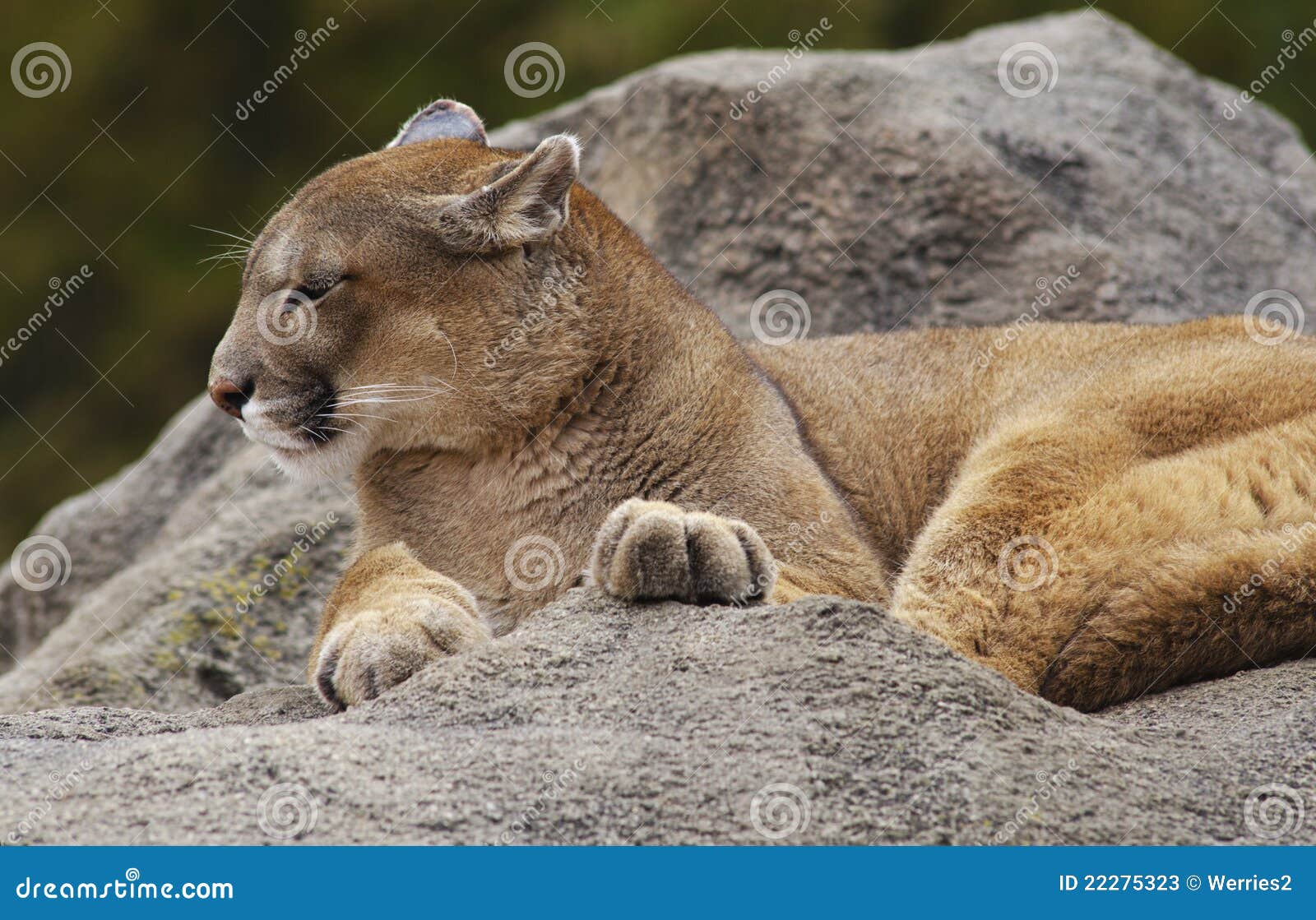 Puma femelle 02 image stock. Image du montagne, oreilles - 22275323