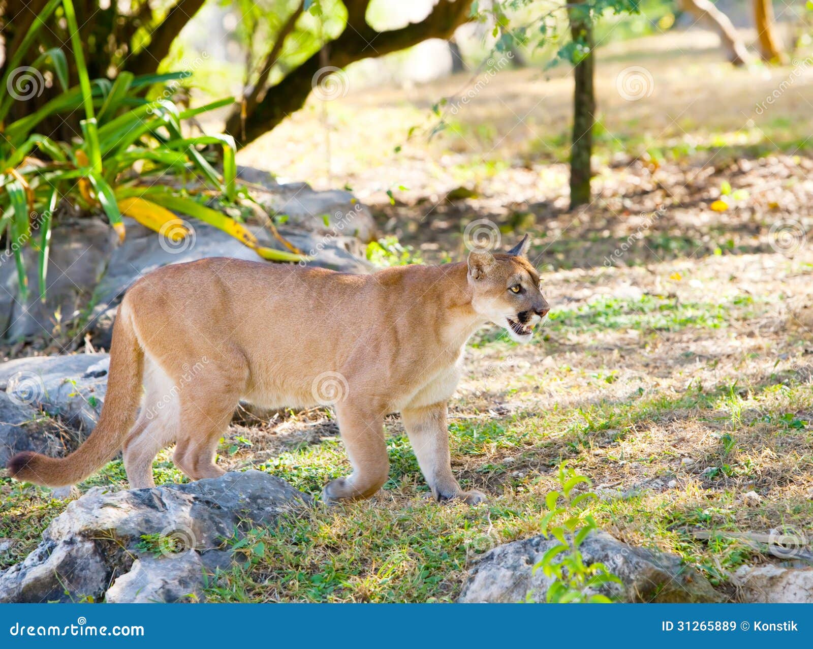Puma on the Forest Road.Close Up in a Sunny Day Stock Image - Image of ...