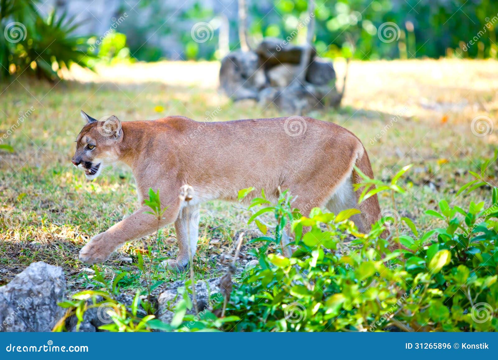Puma on the Forest Road.Close Up in a Sunny Day Stock Photo - Image of ...